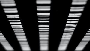 Código de barras vs. Código QR: diferencias para saber cuál elegir